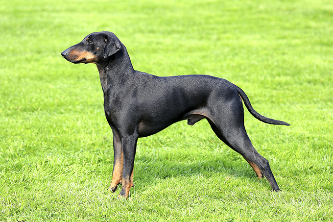 Manchester Terrier Dog Breed Information, Pictures, Characteristics ...