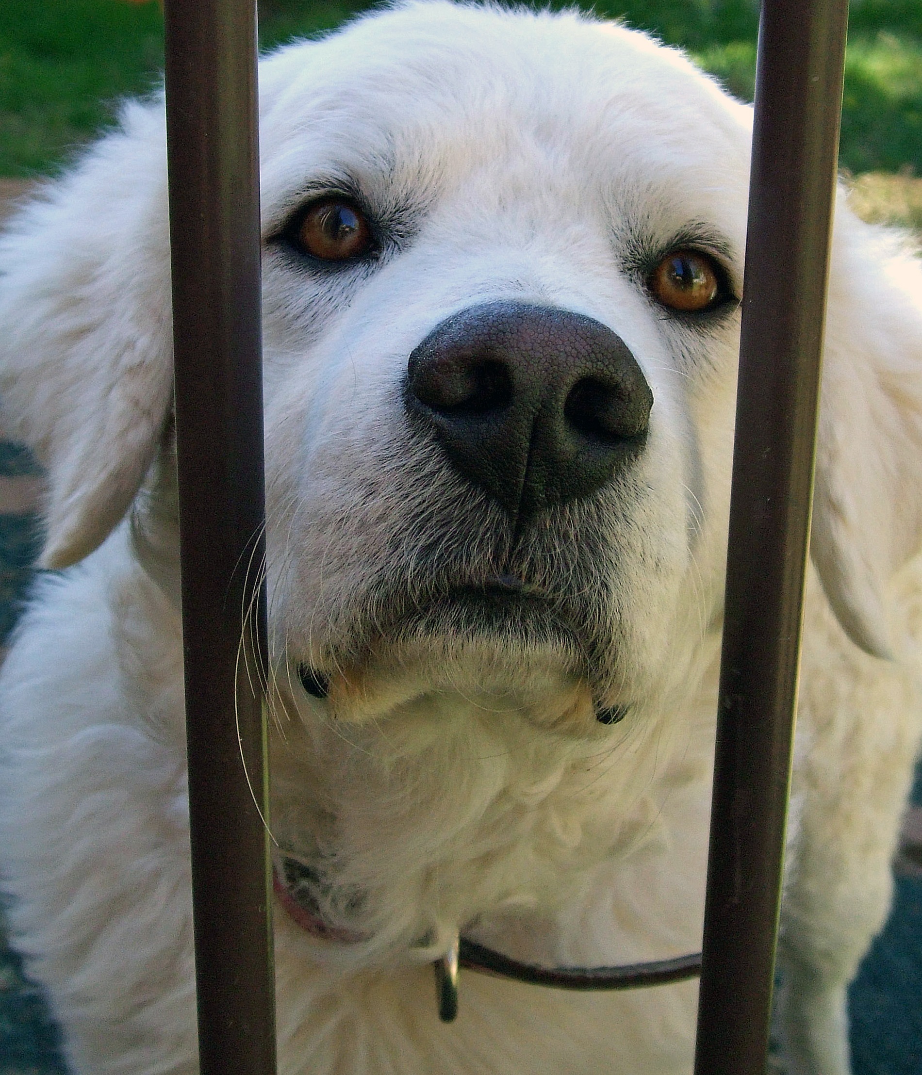 Maremma Sheepdog Breed Pictures, Characteristics, & Facts