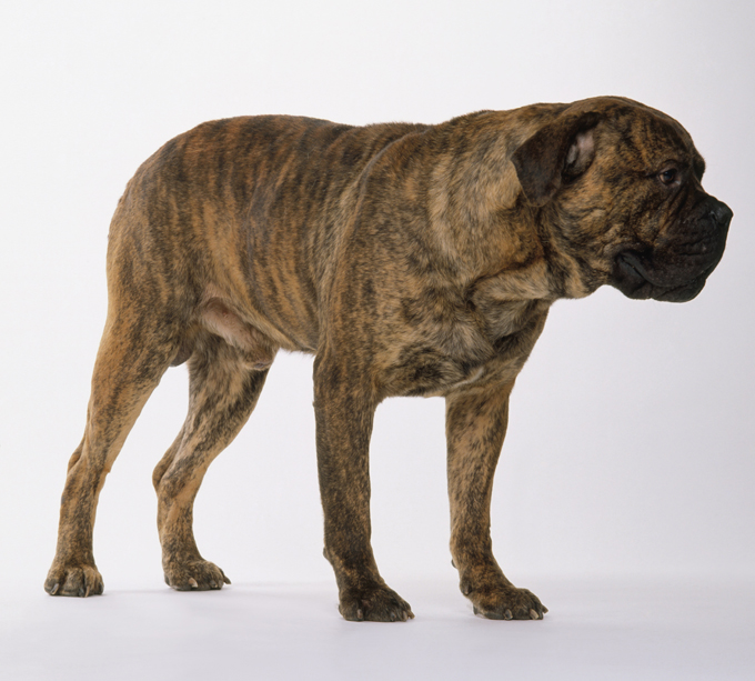 Mastiff Dog Breed Information, Pictures, Characteristics & Facts - Dogtime