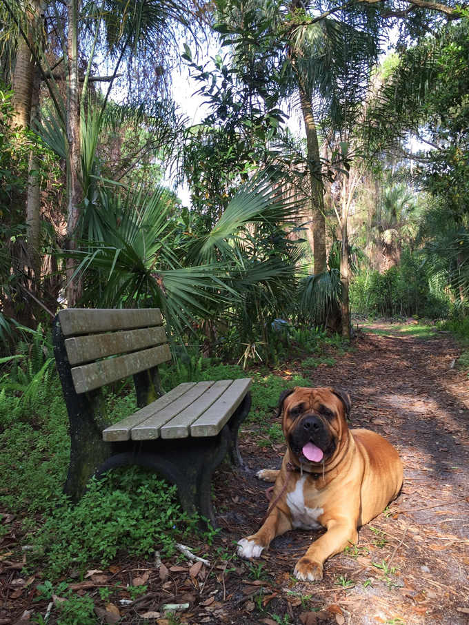 Mastiff Dog Breed Information, Pictures, Characteristics & Facts - Dogtime