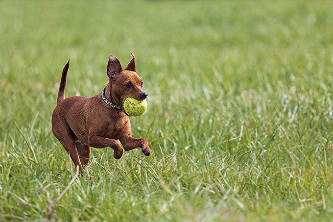 Miniature Pinscher Dog Breed Information, Pictures, Characteristics ...