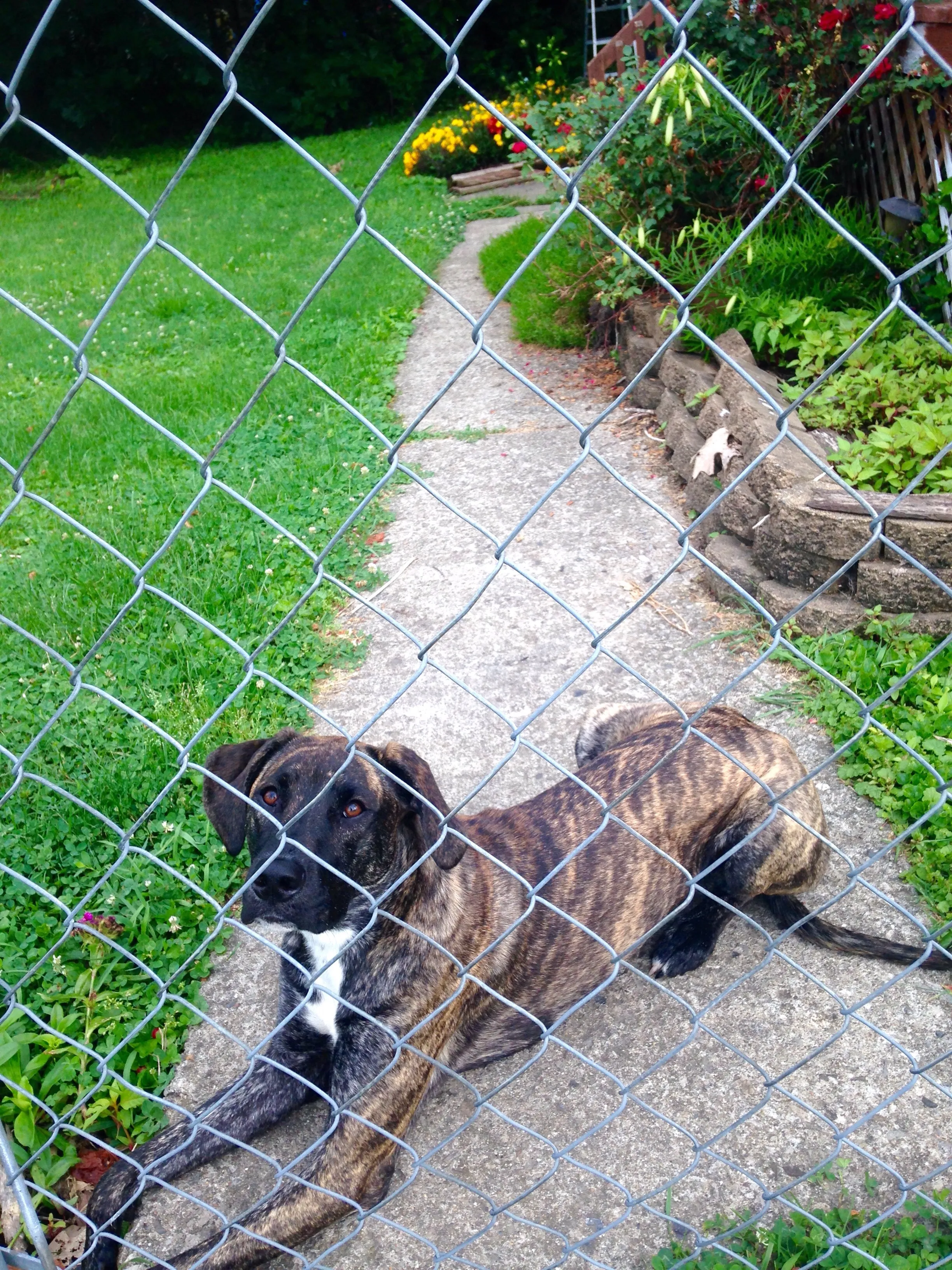 Mountain Cur Dog Breed Pictures, Characteristics, & Facts