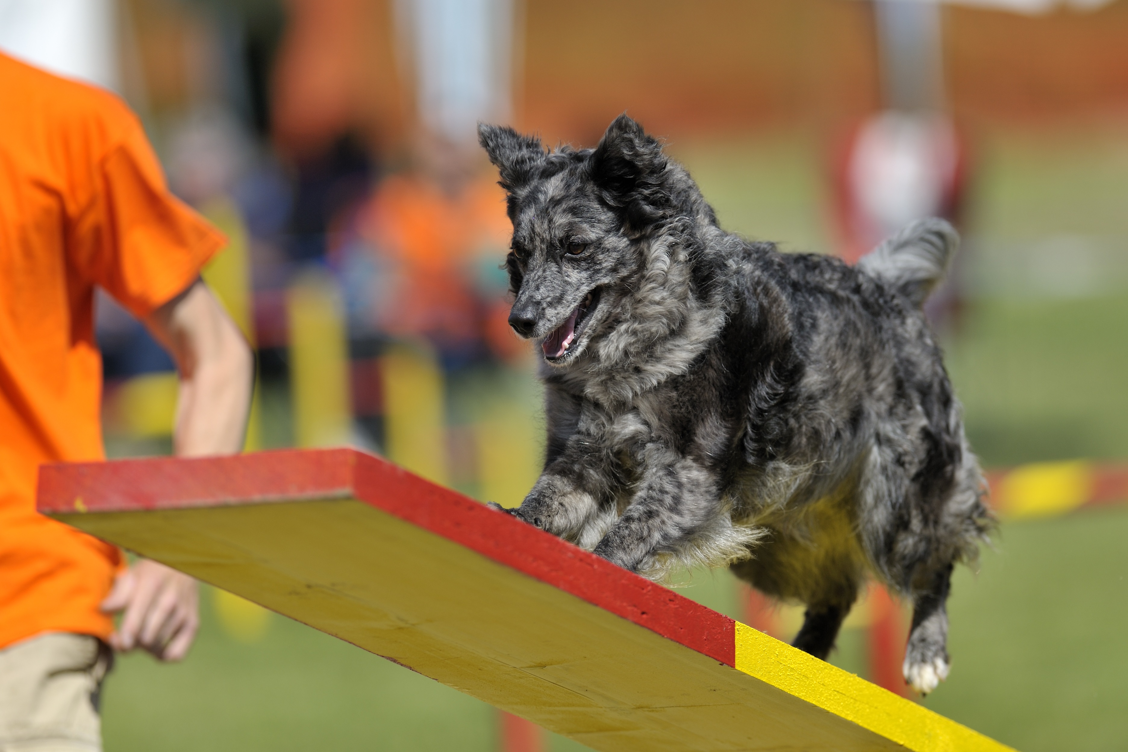 Mudi Dog Breed Information & Pictures – Dogtime