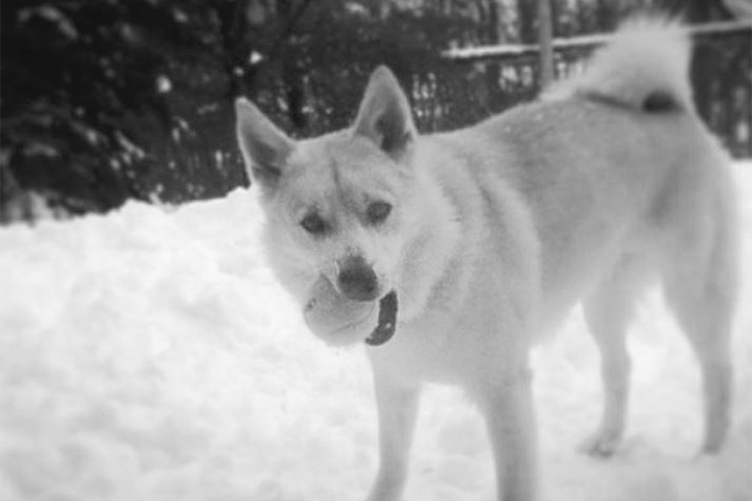 Norwegian Buhund Dog Breed Information, Pictures, Characteristics & Facts