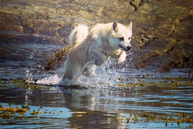 Norwegian Buhund Dog Breed Information, Pictures, Characteristics & Facts