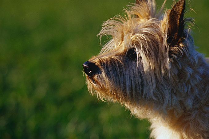Norwich Terrier Dog Breed Information, Pictures, Characteristics ...
