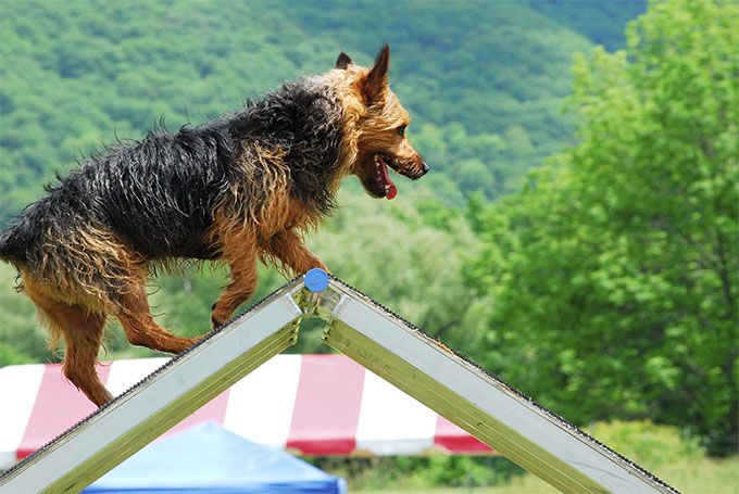 Norwich Terrier Dog Breed Information, Pictures, Characteristics ...