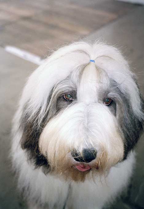 Old English Sheepdog Dog Breed Information, Pictures, Characteristics ...