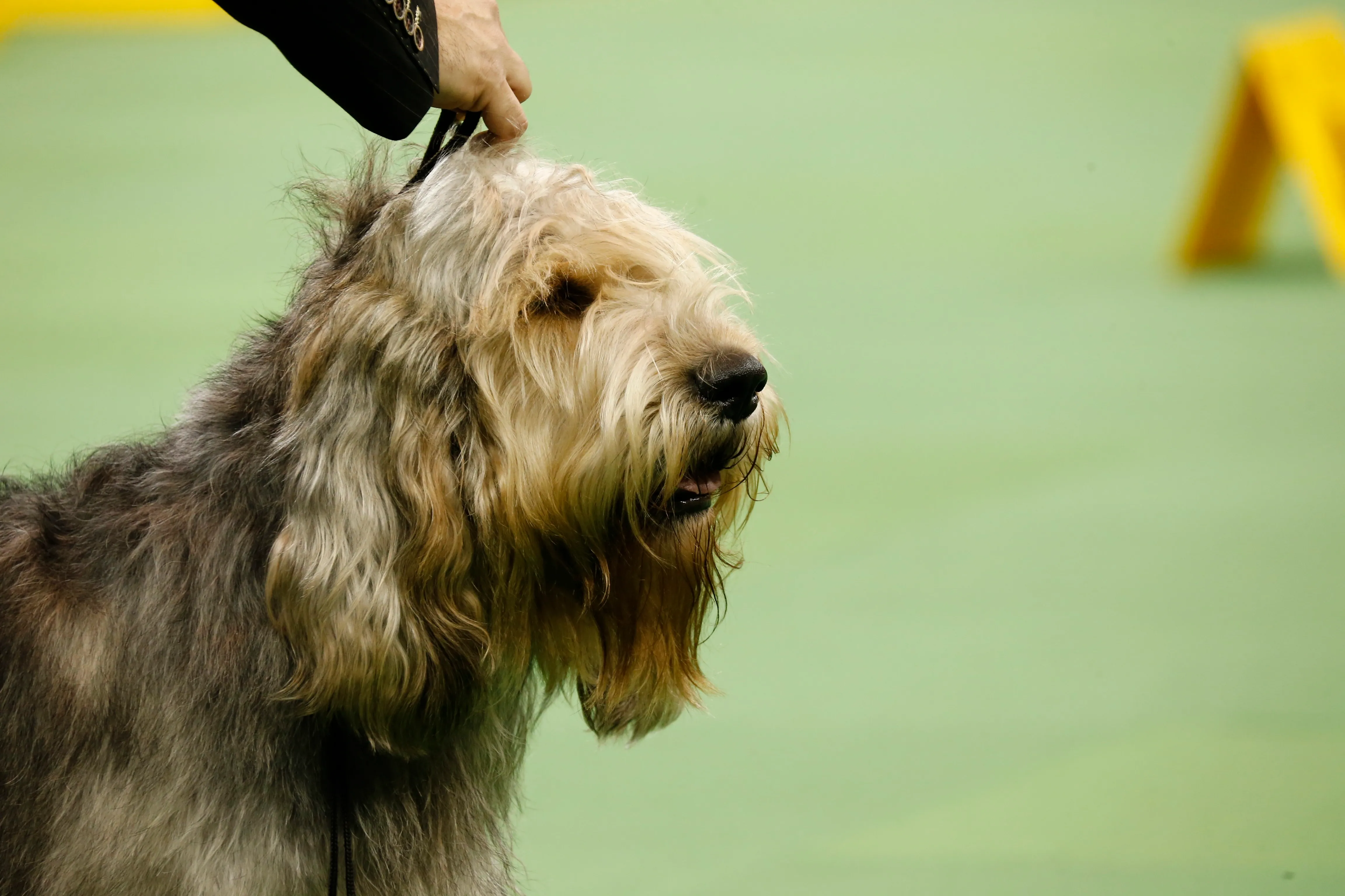 Otterhound Dog Breed Information, Pictures, Characteristics & Facts - DogTime