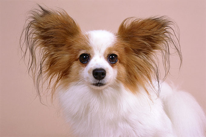 Papillon Dog Breed Information, Pictures, Characteristics & Facts – DogTime