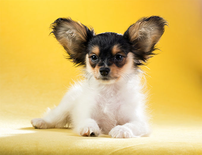 Papillon Dog Breed Information, Pictures, Characteristics & Facts – DogTime