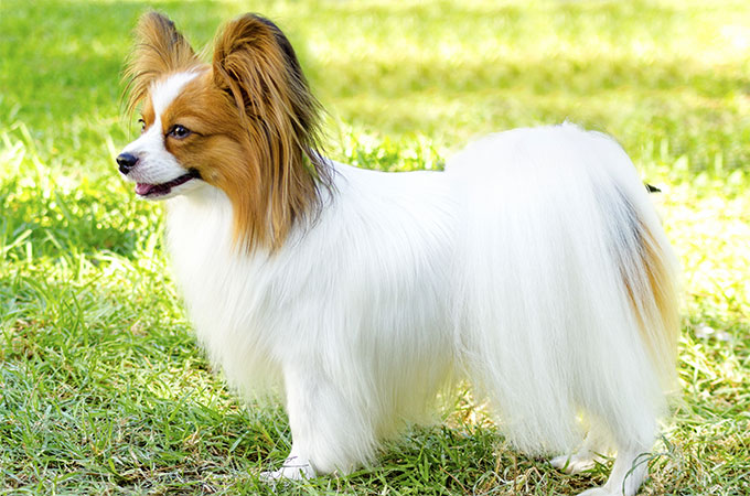 Papillon Dog Breed Information, Pictures, Characteristics & Facts – DogTime