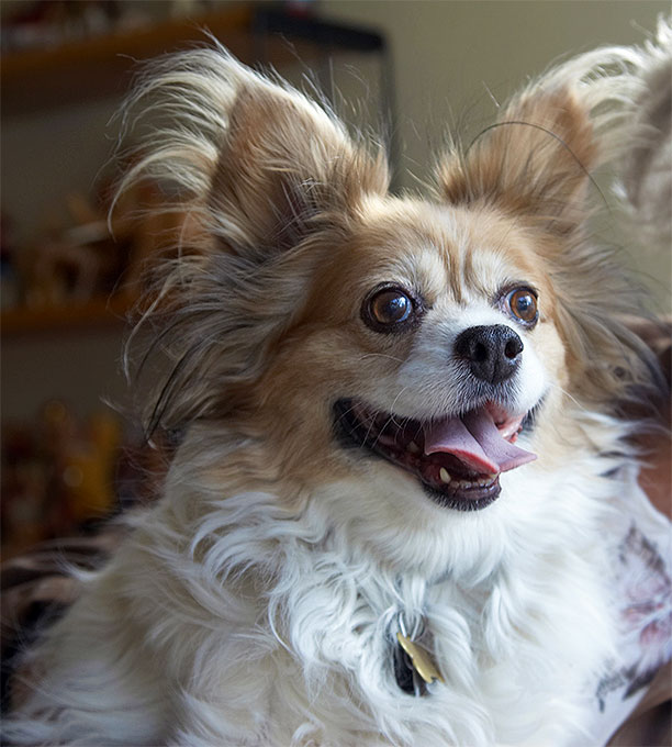 Papillon Dog Breed Information, Pictures, Characteristics & Facts – DogTime