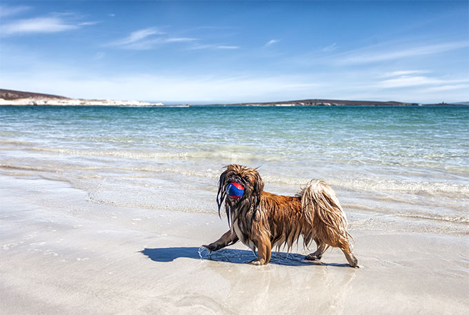 Pekingese Dog Breed Information, Pictures, Characteristics & Facts ...