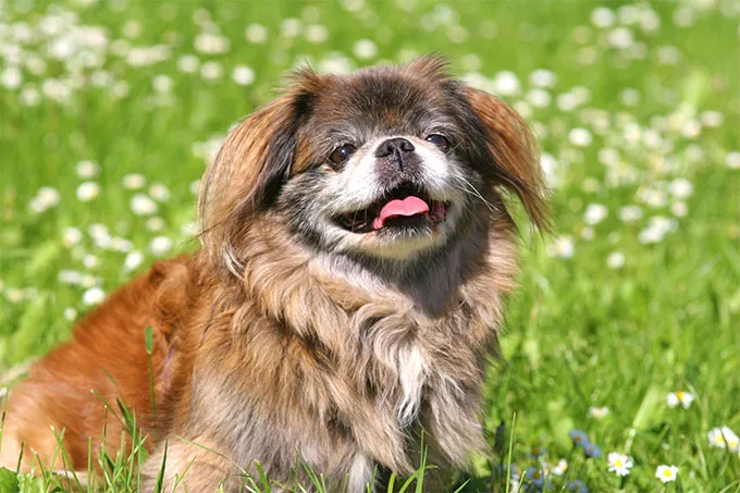 Pekingese Dog Breed Information Pictures Characteristics Facts