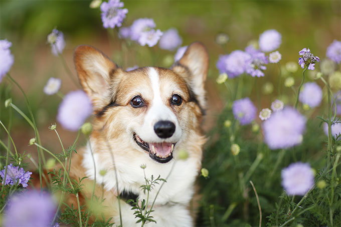 Pembroke Welsh Corgi Dog Breed Information, Pictures, Characteristics ...