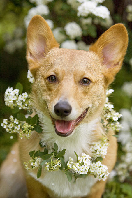 Pembroke Welsh Corgi Dog Breed Information, Pictures, Characteristics ...