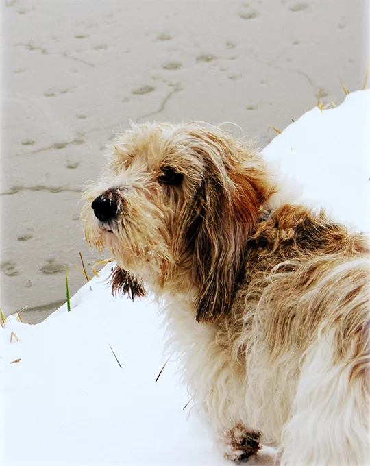 Petit Basset Griffon Vendeen Dog Breed Information, Pictures ...