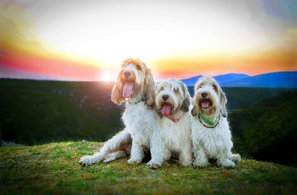 Petit Basset Griffon Vendeen Dog Breed Information, Pictures ...