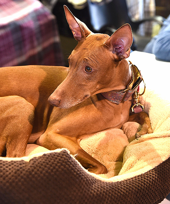 Pharaoh Hound Dog Breed Information, Pictures, Characteristics, & Facts ...