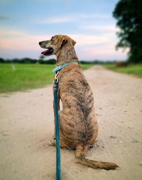 Plott Dog Breed Information, Pictures, Characteristics & Facts - DogTime