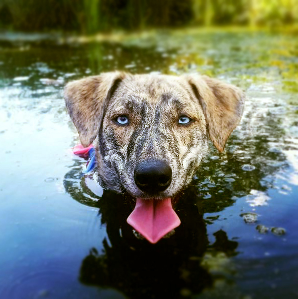 Plott Dog Breed Information, Pictures, Characteristics & Facts - DogTime