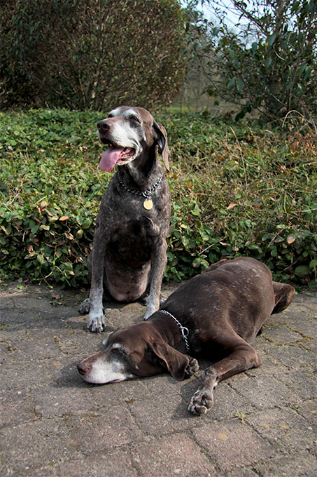 Pointer Dog Breed Information, Pictures, Characteristics & Facts - Dogtime