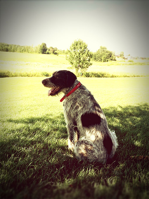 Pointer Dog Breed Information, Pictures, Characteristics & Facts - Dogtime