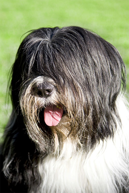 Polish Lowland Sheepdog Dog Breed Information, Pictures ...