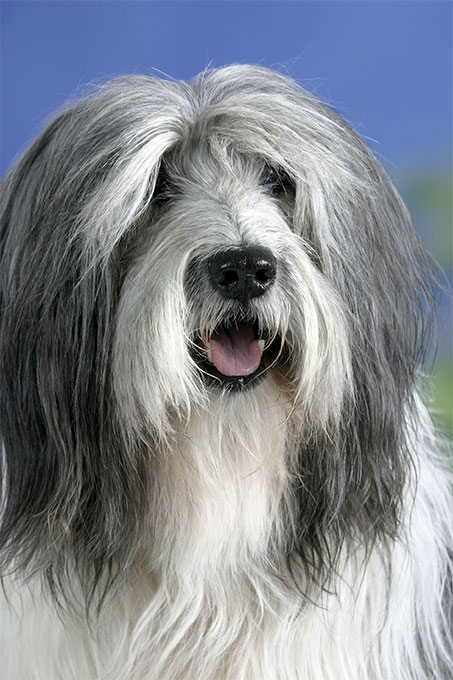 Polish Lowland Sheepdog Dog Breed Information, Pictures ...