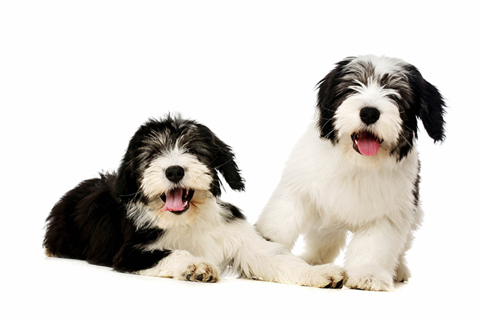 Polish Lowland Sheepdog Dog Breed Information, Pictures ...