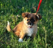 Pomchi Dog Breed Information And Characteristics Pomchi Dog Breed PBFF Pomchi Dog Breed Information And Characteristics Pomchi Dog Breed PBFF