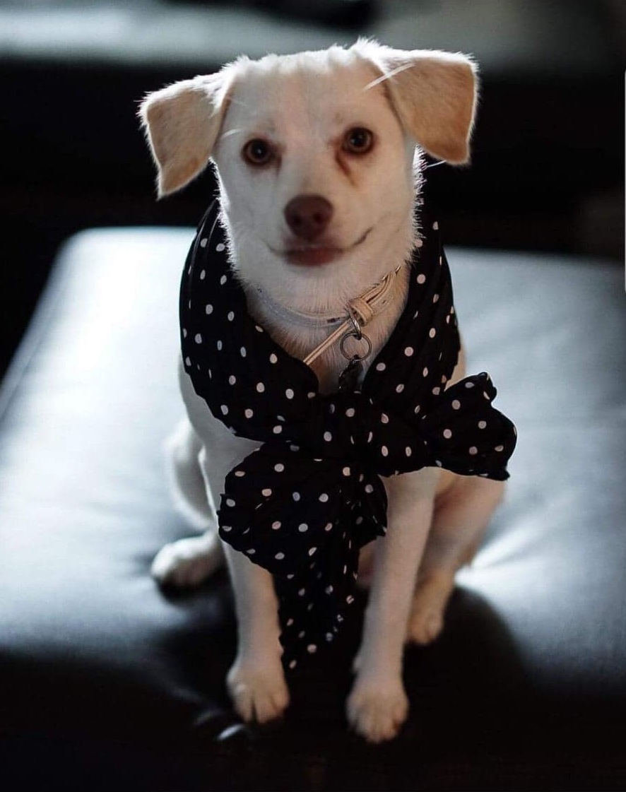 Pomeagle Mixed Dog Breed Pictures, Characteristics, & Facts