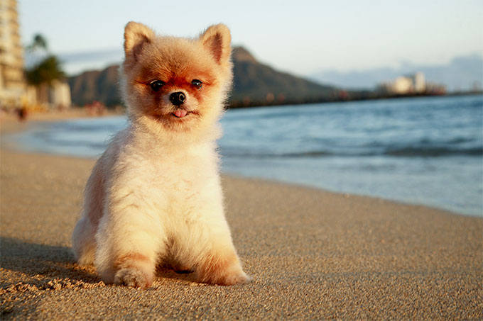 Pomeranian Dog Breed Information, Pictures, Characteristics & Facts ...