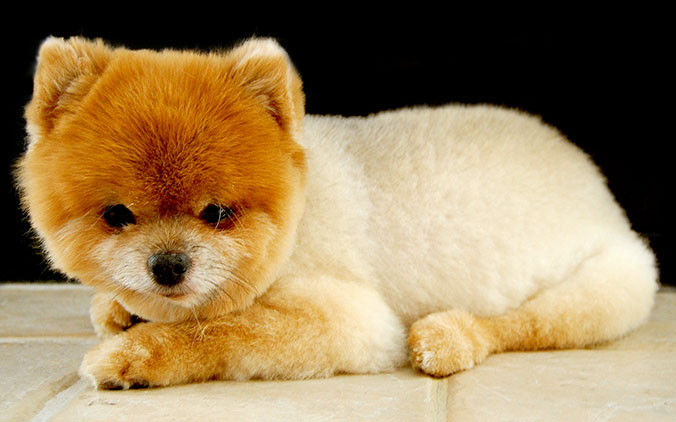 Pomeranian Dog Breed Information, Pictures, Characteristics & Facts ...