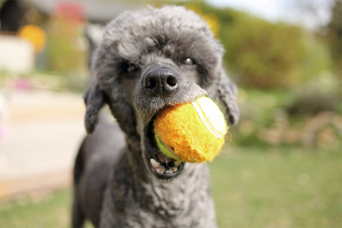 Poodle Dog Breed Information, Pictures, Characteristics & Facts – DogTime