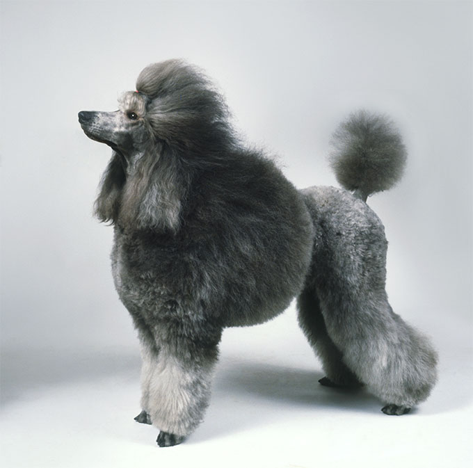 Poodle Dog Breed Information, Pictures, Characteristics & Facts – DogTime