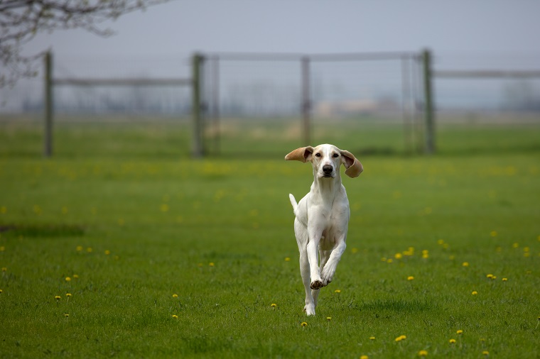 Porcelaine Dog Breed Pictures, Characteristics, & Facts - DogTime