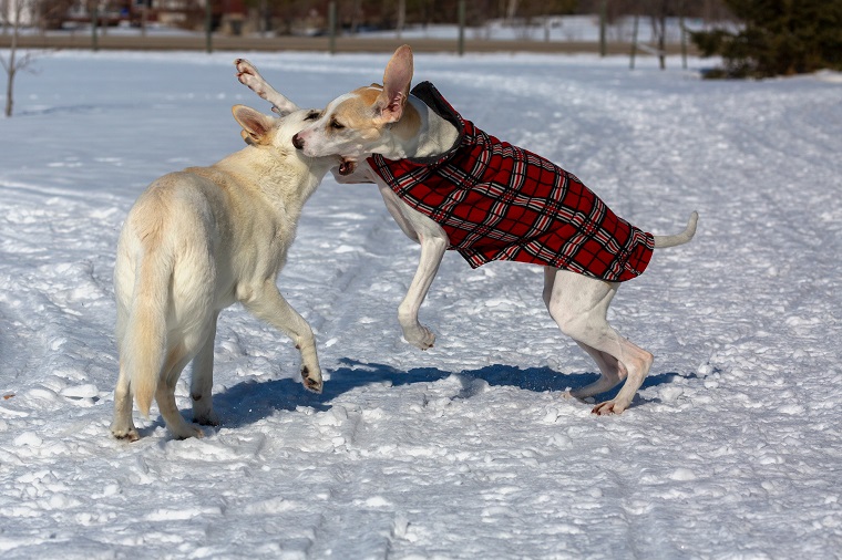 Porcelaine Dog Breed Pictures, Characteristics, & Facts - DogTime