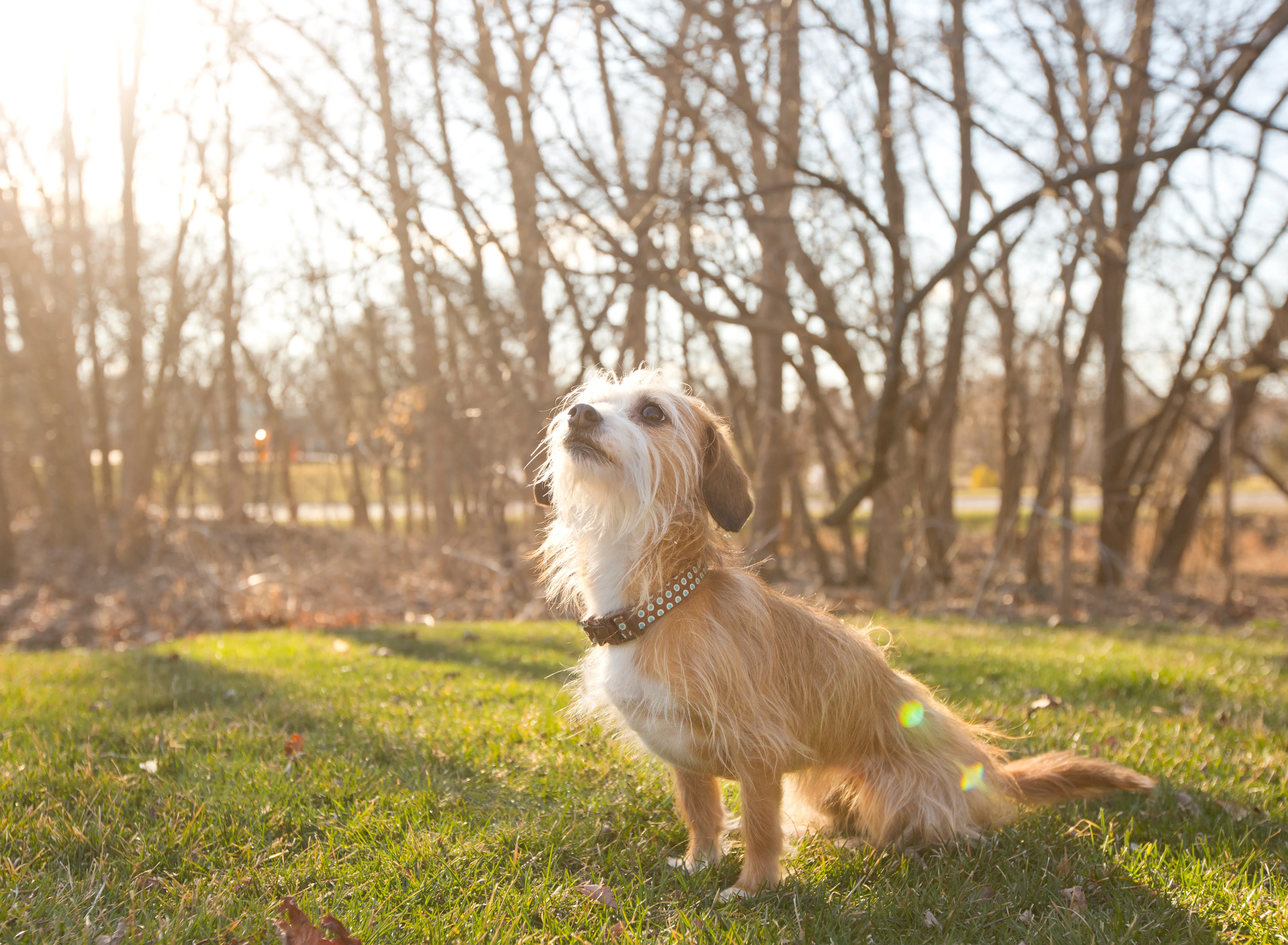 Portuguese Podengo Pequeno Dog Breed Pictures, Characteristics, & Facts