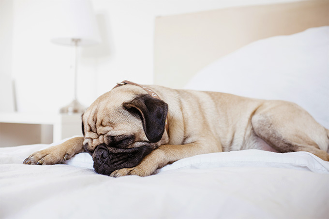 Pug Dog Breed Information, Pictures, Characteristics & Facts – DogTime