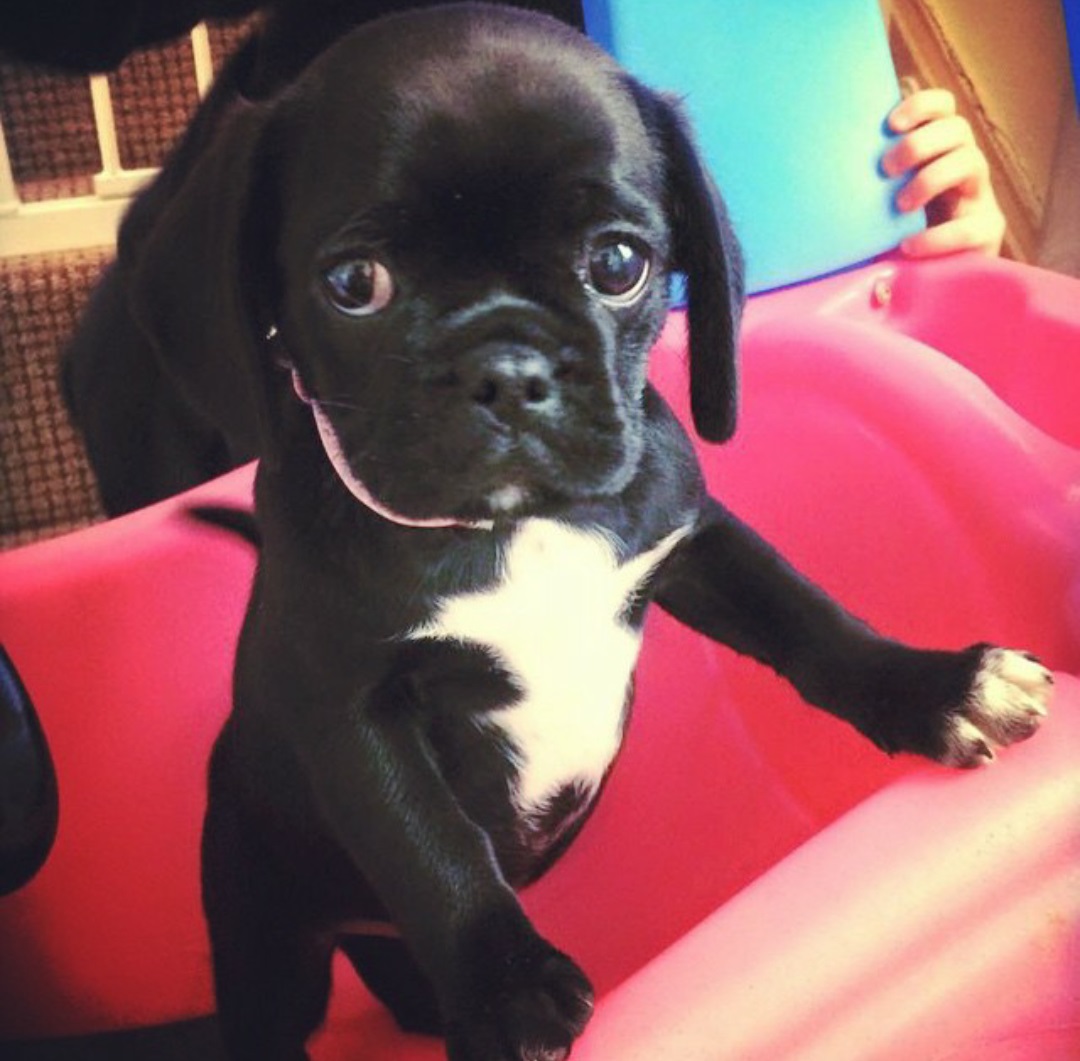 Pugalier Mixed Dog Breed Pictures, Characteristics, & Facts