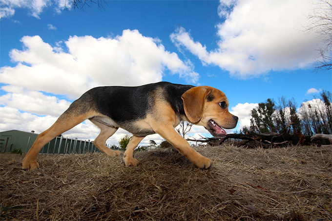 Puggle Dog Breed Information, Pictures, Characteristics & Facts – Dogtime