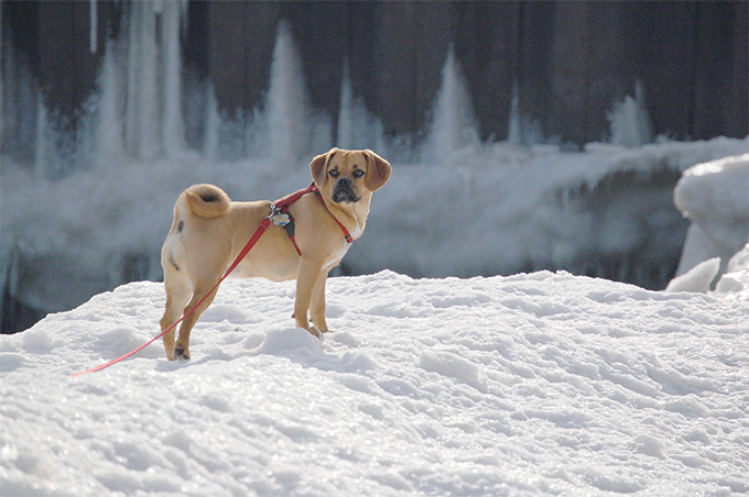 Puggle Dog Breed Information, Pictures, Characteristics & Facts – Dogtime