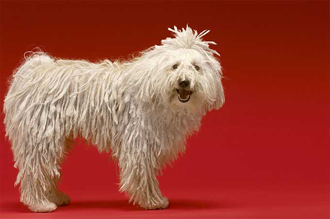 Puli Dog Breed Information, Pictures, Characteristics & Facts – DogTime