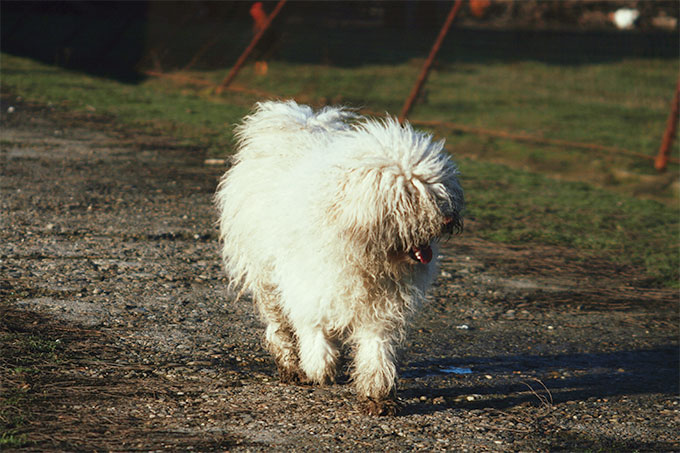 Puli Dog Breed Information, Pictures, Characteristics & Facts – DogTime