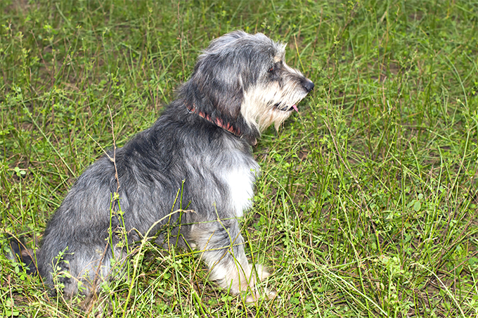 Pyrenean Shepherd Dog Breed Information, Pictures, Characteristics ...