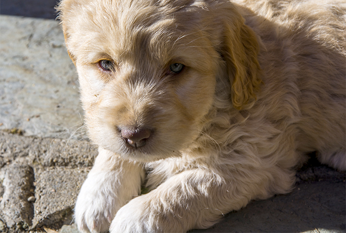 Pyrenean Shepherd Dog Breed Information, Pictures, Characteristics ...