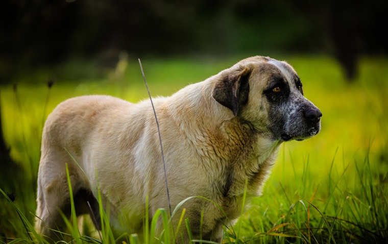 Rafeiro do Alentejo Dog Breed Pictures, Characteristics, & Facts - DogTime