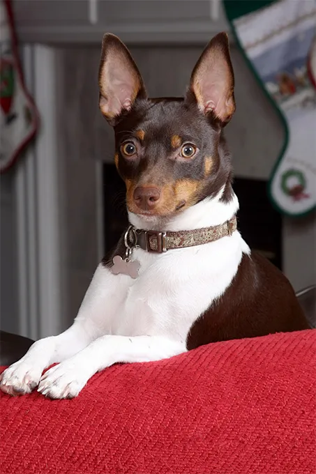Rat Terrier Dog Breed Information, Pictures, Characteristics & Facts - DogTime